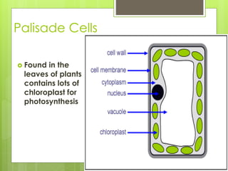 Cells and cell specialization | PPTX