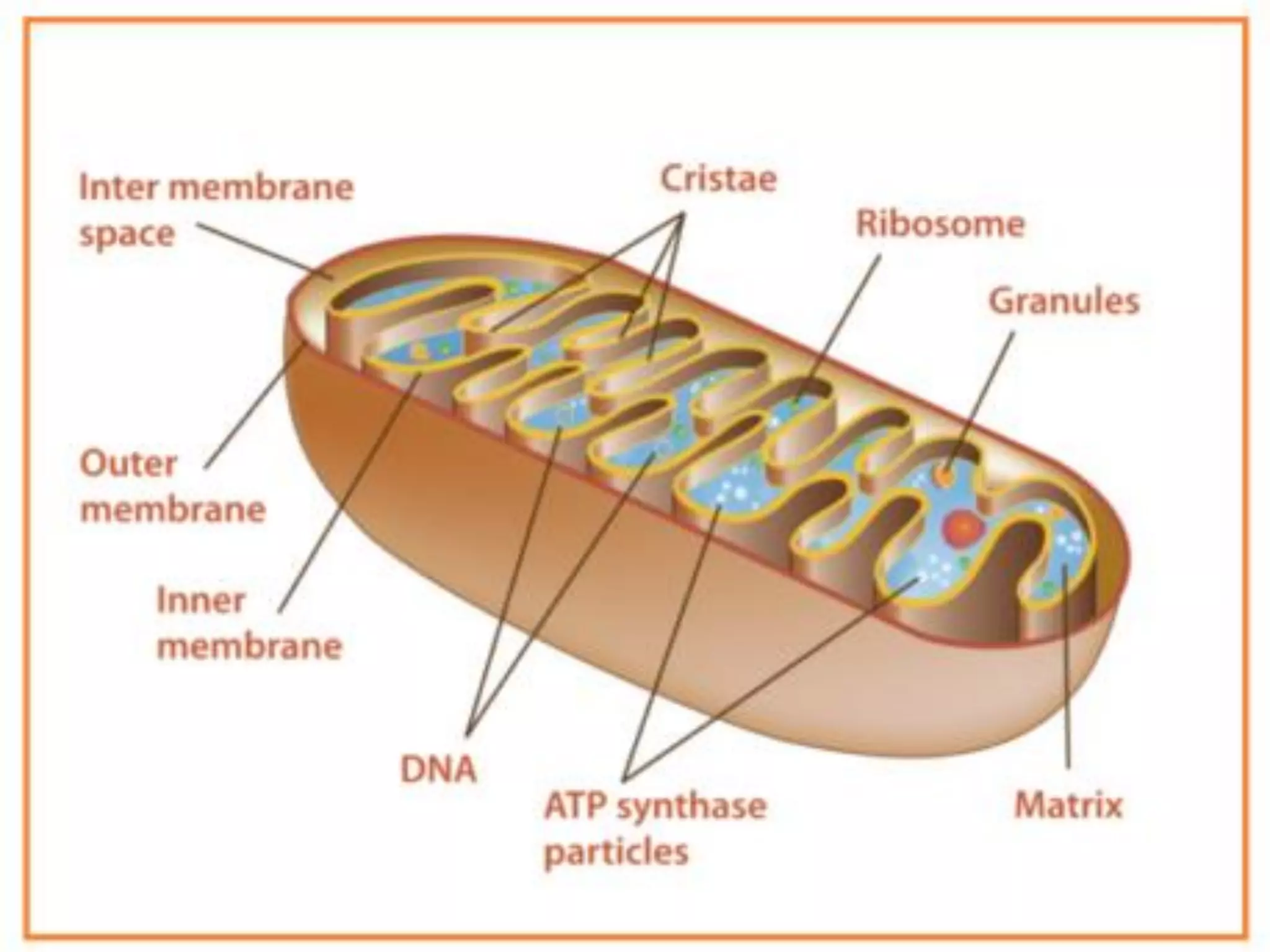 Cells and its components(Anatomy) Easy explanation | PDF