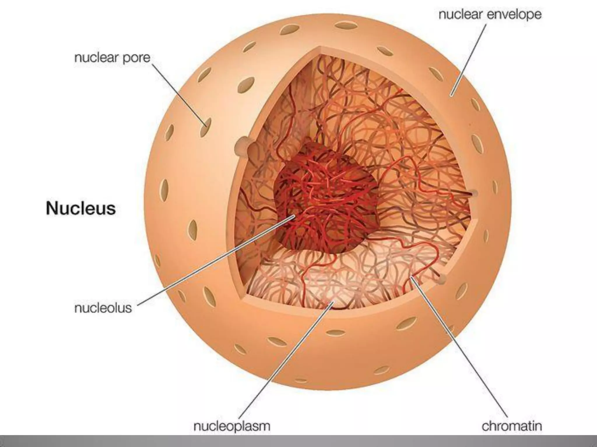 Cells and its components(Anatomy) Easy explanation | PDF