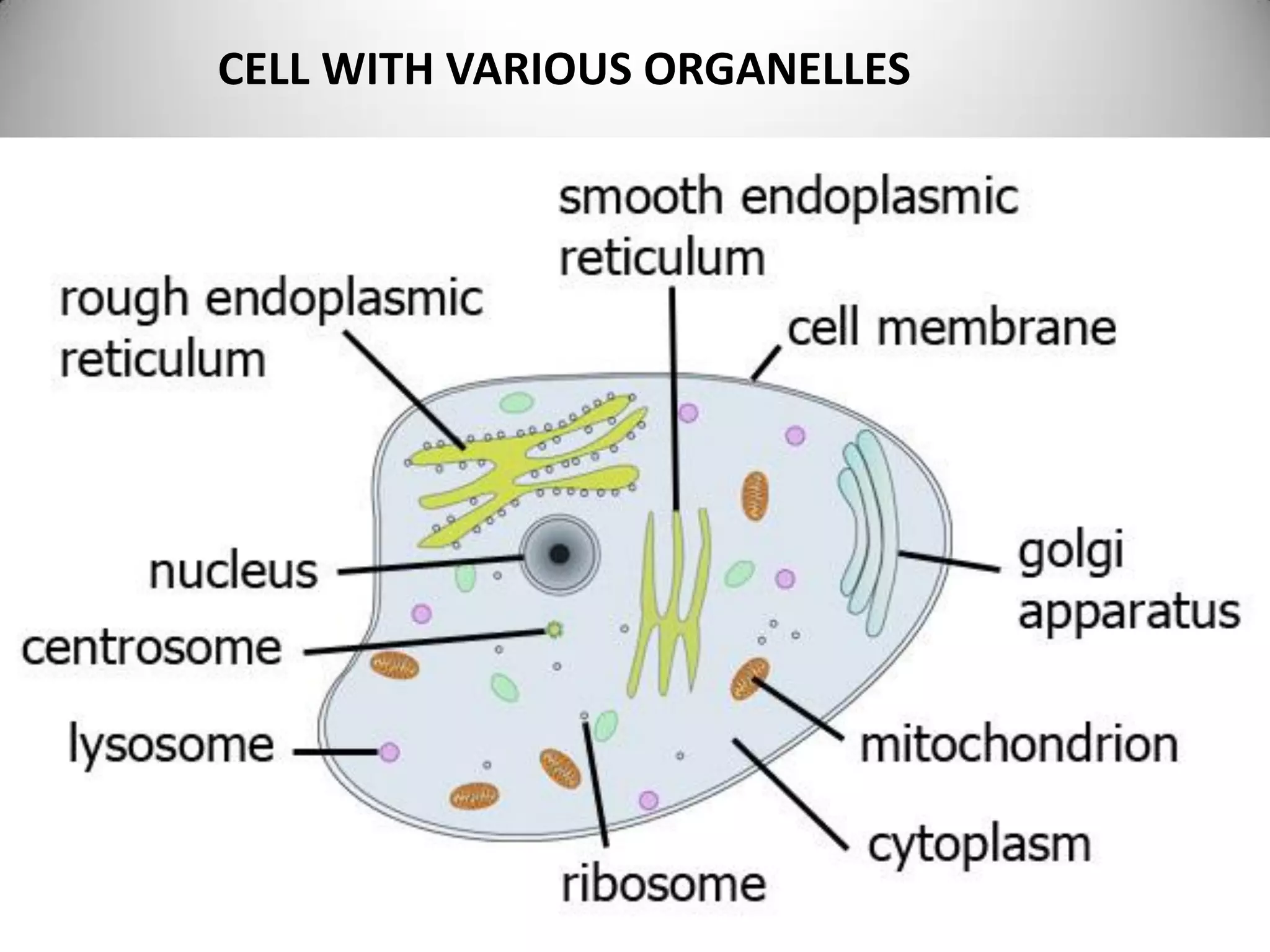 Cells and its components(Anatomy) Easy explanation | PDF