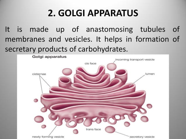 Cells and its components(Anatomy) Easy explanation | PDF | Biological Sciences | Science