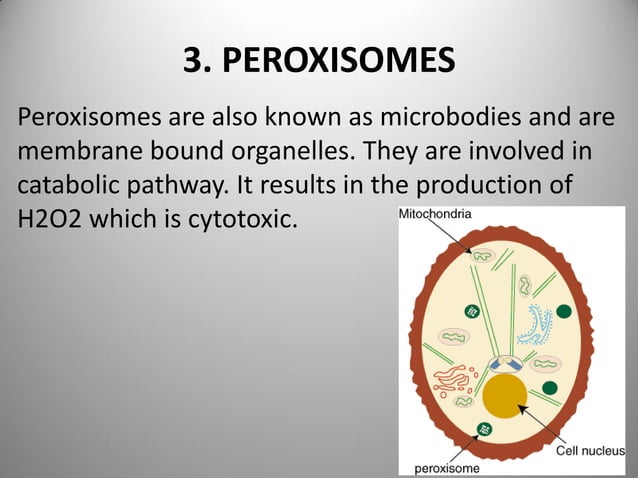 Cells and its components(Anatomy) Easy explanation | PDF | Biological Sciences | Science