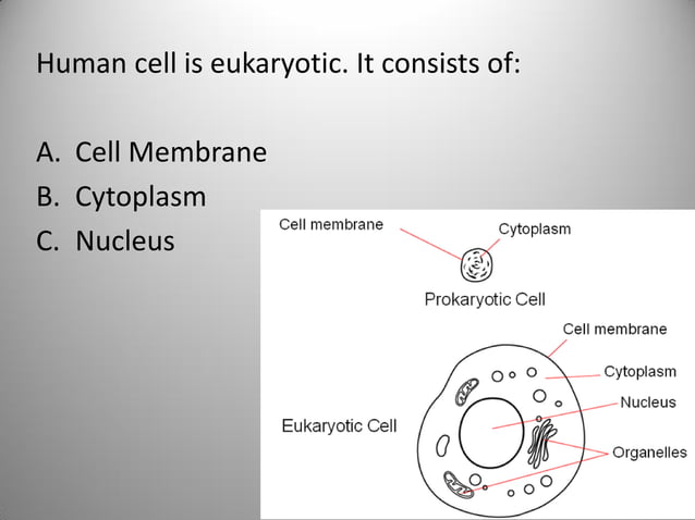 Cells and its components(Anatomy) Easy explanation | PDF | Biological ...