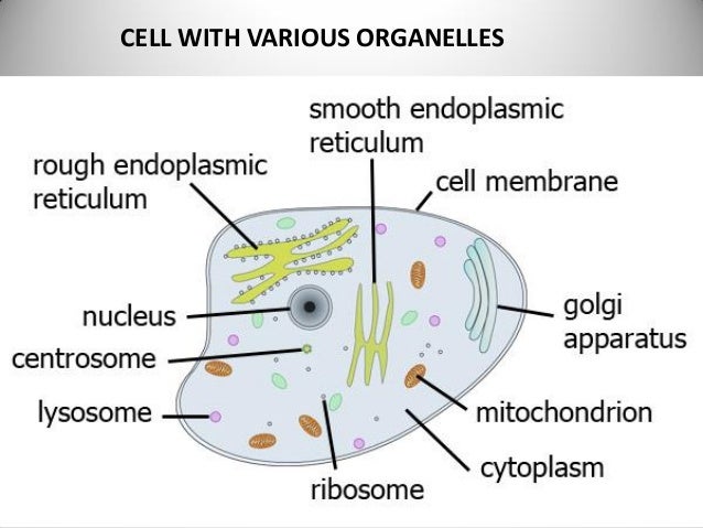 Cells and its components(Anatomy) Easy explanation