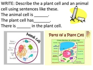 Cells and living organisms for ESL students | PPTX