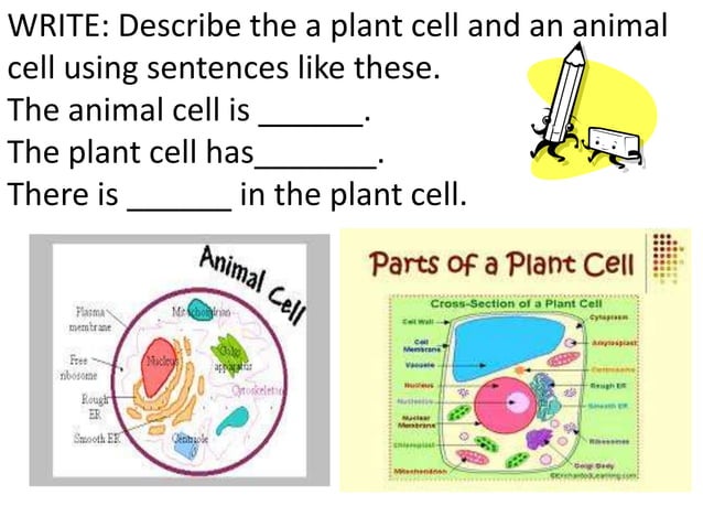 Cells and living organisms for ESL students | PPTX