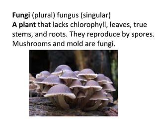 Cells and living organisms for ESL students | PPTX