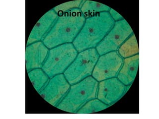 Cells and living organisms for ESL students | PPTX