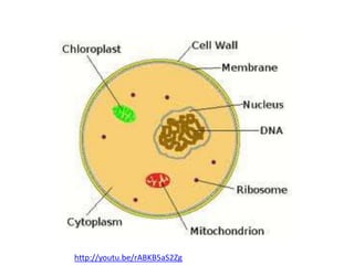 Cells and living organisms for ESL students | PPTX