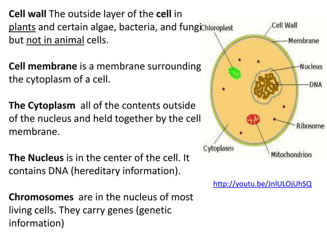 Cells and living organisms for ESL students | PPT
