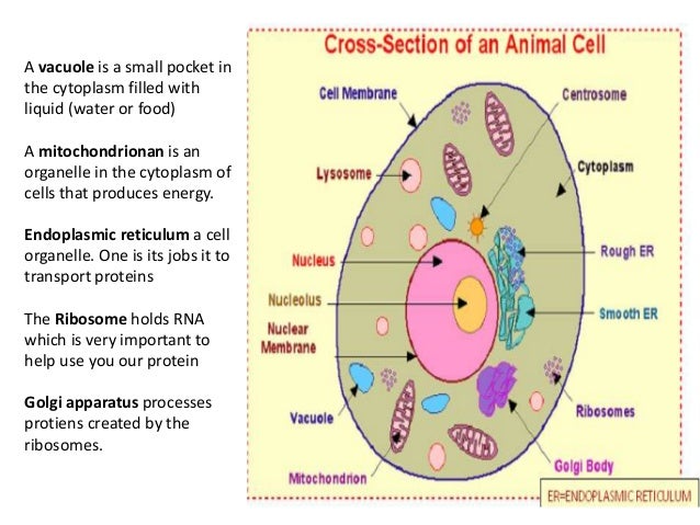 A sentence with the word molecule in biology - perscout