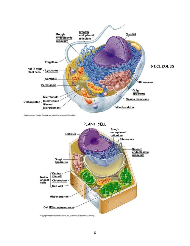 Cells and organelles | DOC