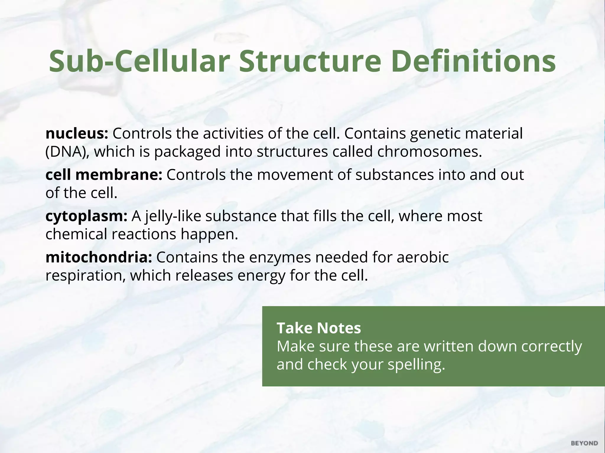 Cells and Organisation Lesson 2 Animal and Plant Cells PowerPoint.pptx