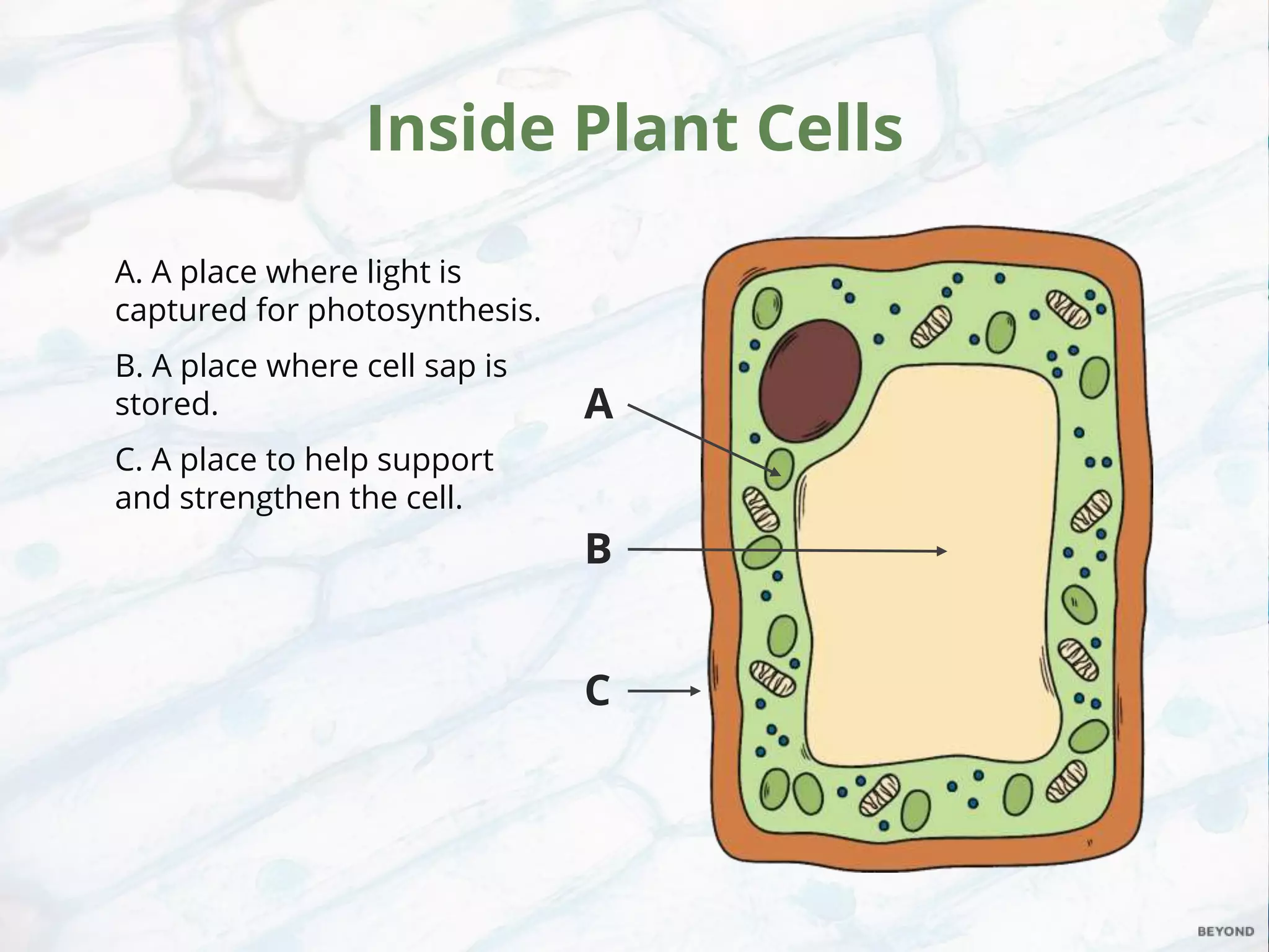 Cells and Organisation Lesson 2 Animal and Plant Cells PowerPoint.pptx