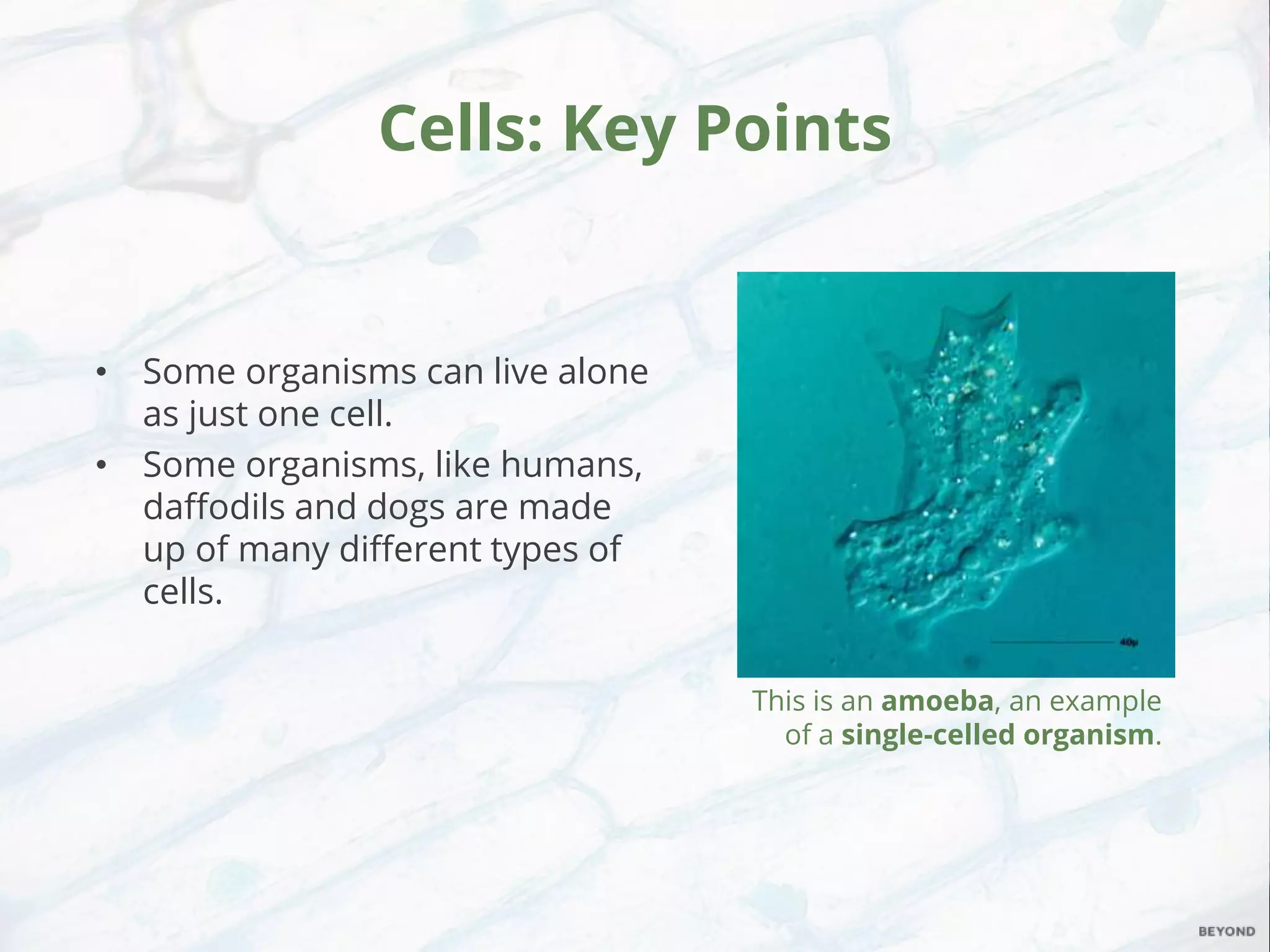 Cells and Organisation Lesson 2 Animal and Plant Cells PowerPoint.pptx