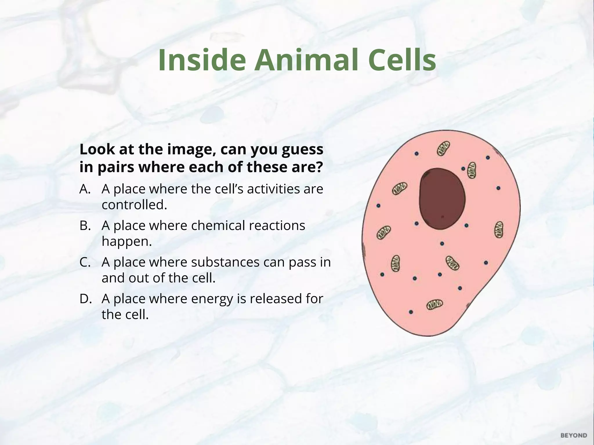Cells and Organisation Lesson 2 Animal and Plant Cells PowerPoint.pptx ...