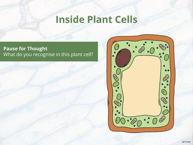 Cells and Organisation Lesson 2 Animal and Plant Cells PowerPoint.pptx