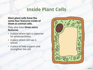 Cells and Organisation Lesson 2 Animal and Plant Cells PowerPoint.pptx