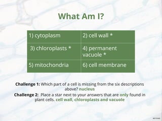 Cells and Organisation Lesson 2 Animal and Plant Cells PowerPoint.pptx