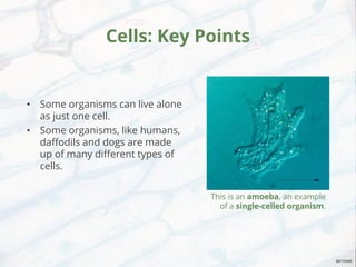 Cells and Organisation Lesson 2 Animal and Plant Cells PowerPoint.pptx