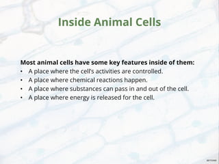 Cells and Organisation Lesson 2 Animal and Plant Cells PowerPoint.pptx