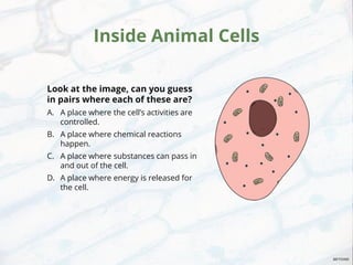Cells and Organisation Lesson 2 Animal and Plant Cells PowerPoint.pptx