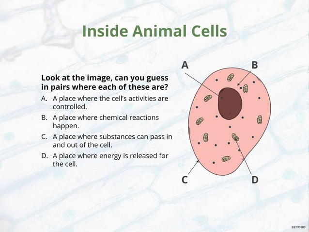 Cells and Organisation Lesson 2 Animal and Plant Cells PowerPoint.pptx