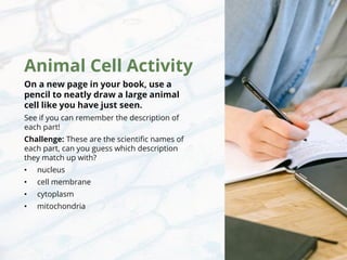 Cells and Organisation Lesson 2 Animal and Plant Cells PowerPoint.pptx ...