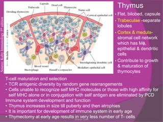 Cells and organs of immune system | PPTX