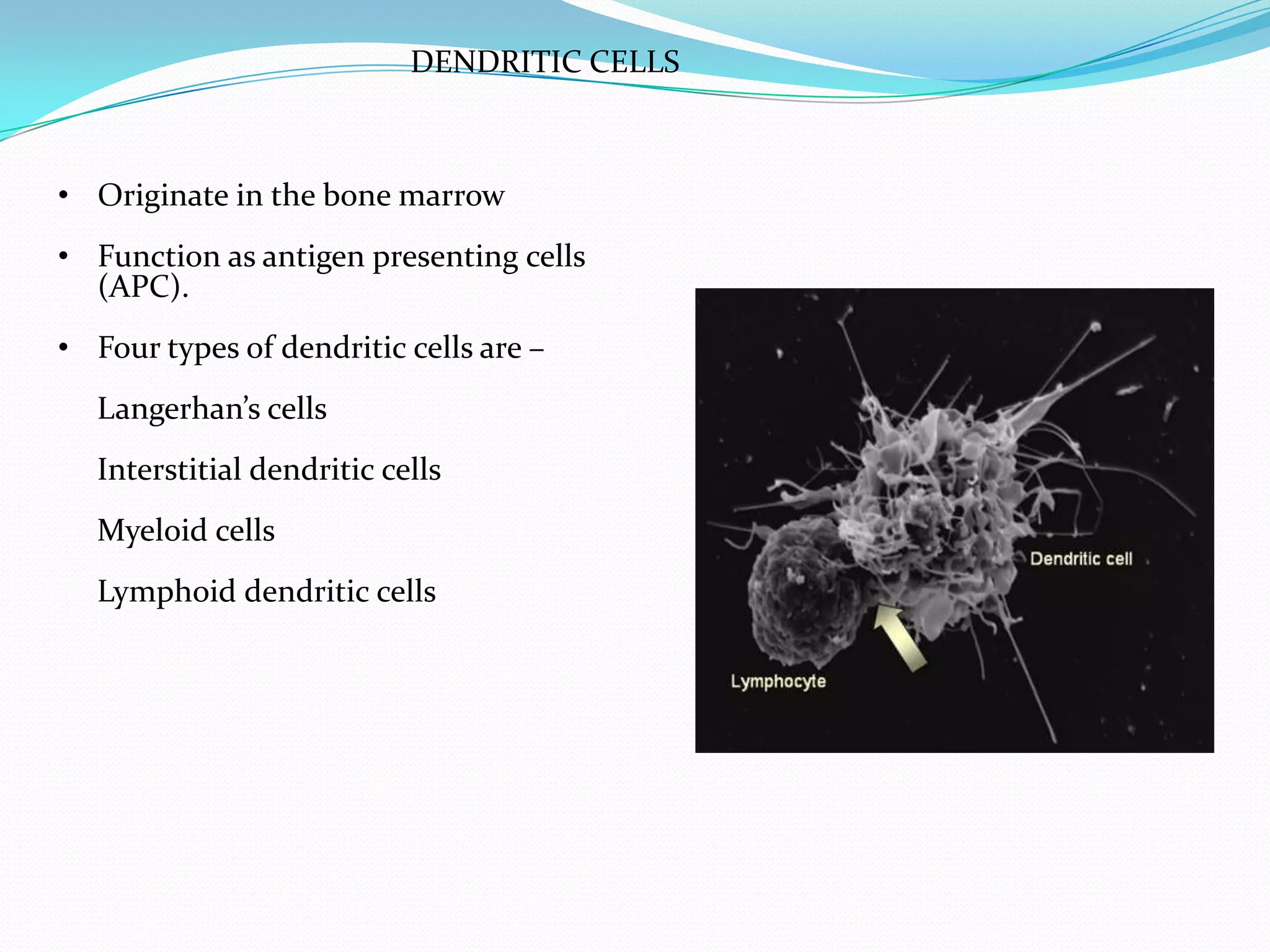 Cells and organs of the immune system | PPTX