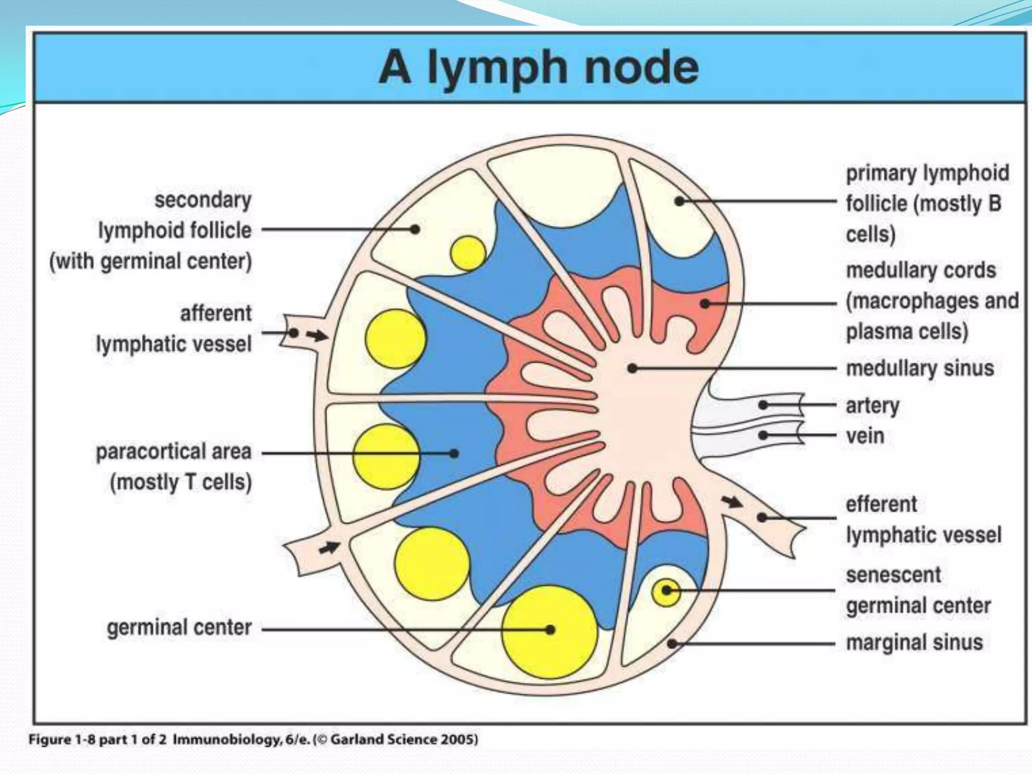 Cells and organs of the immune system | PPTX