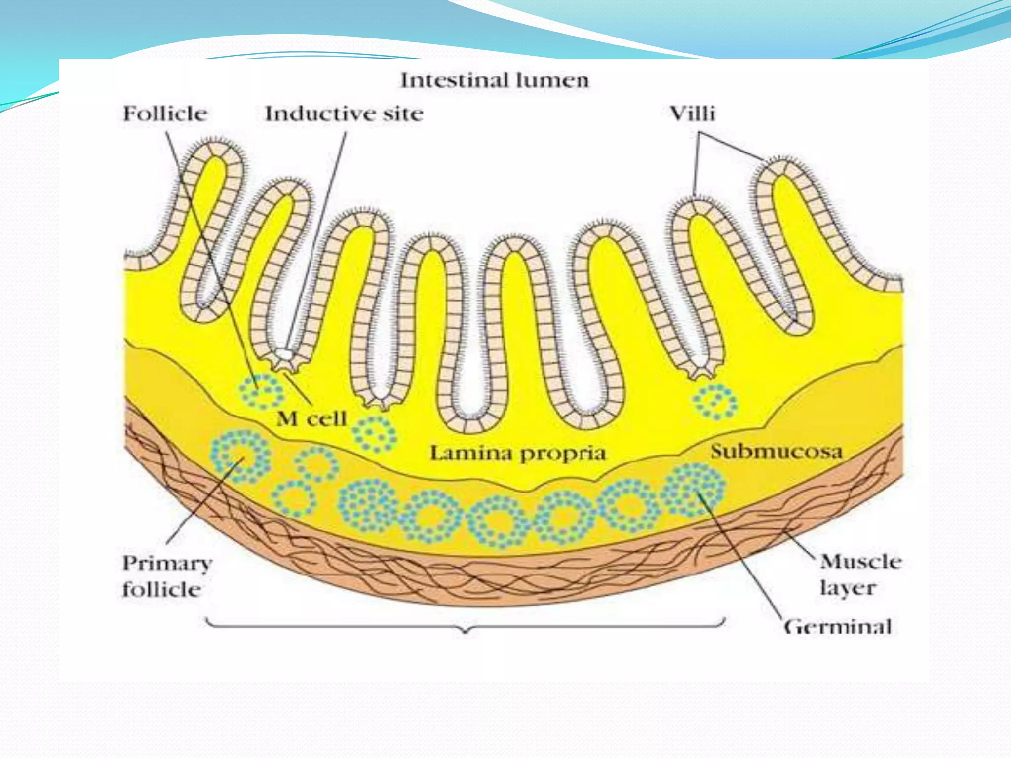 Cells and organs of the immune system | PPTX