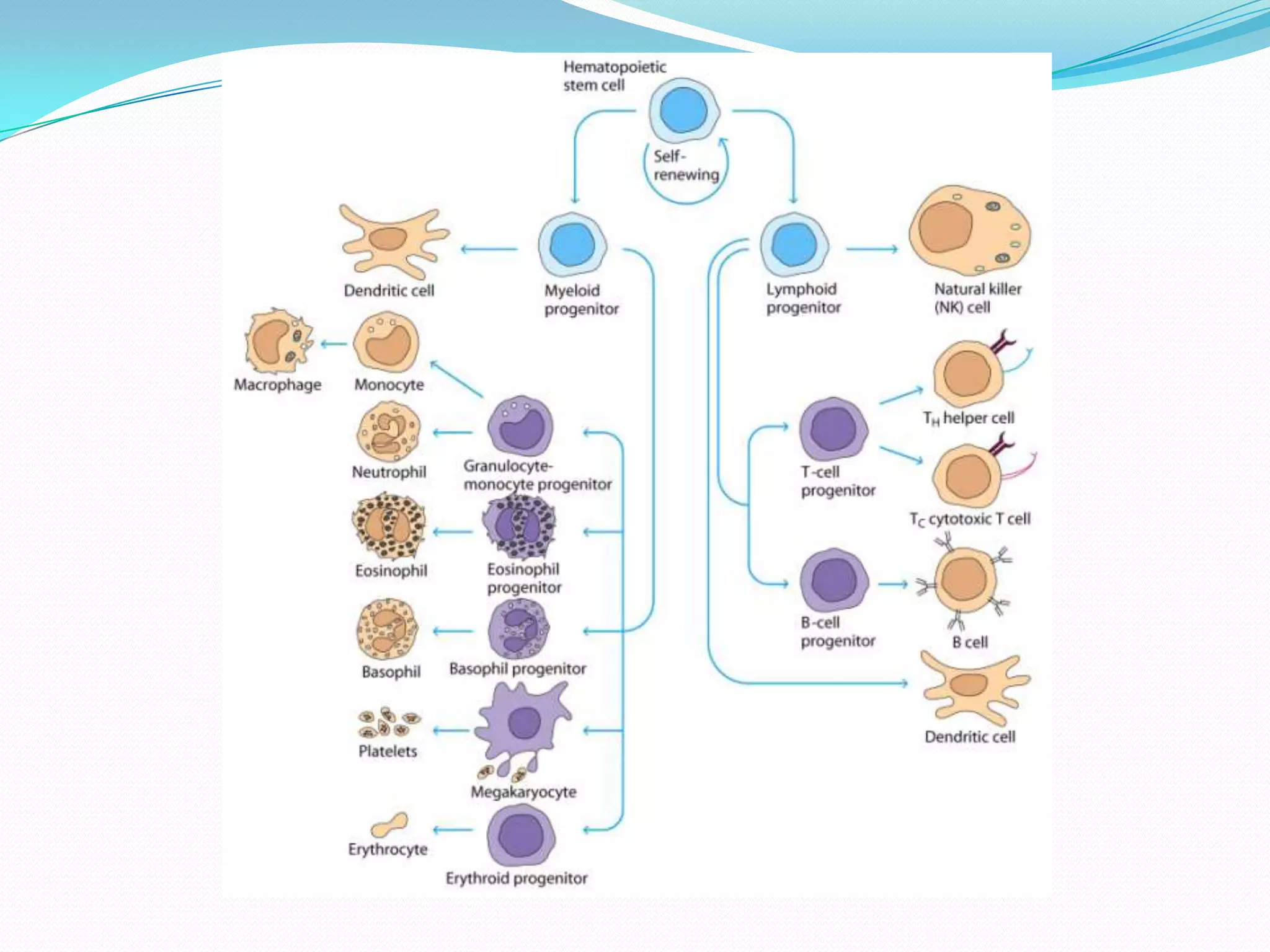 Cells and organs of the immune system | PPTX