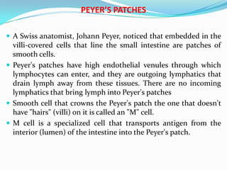 Cells and organs of the immune system | PPTX