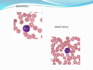 Cells and organs of the immune system | PPTX