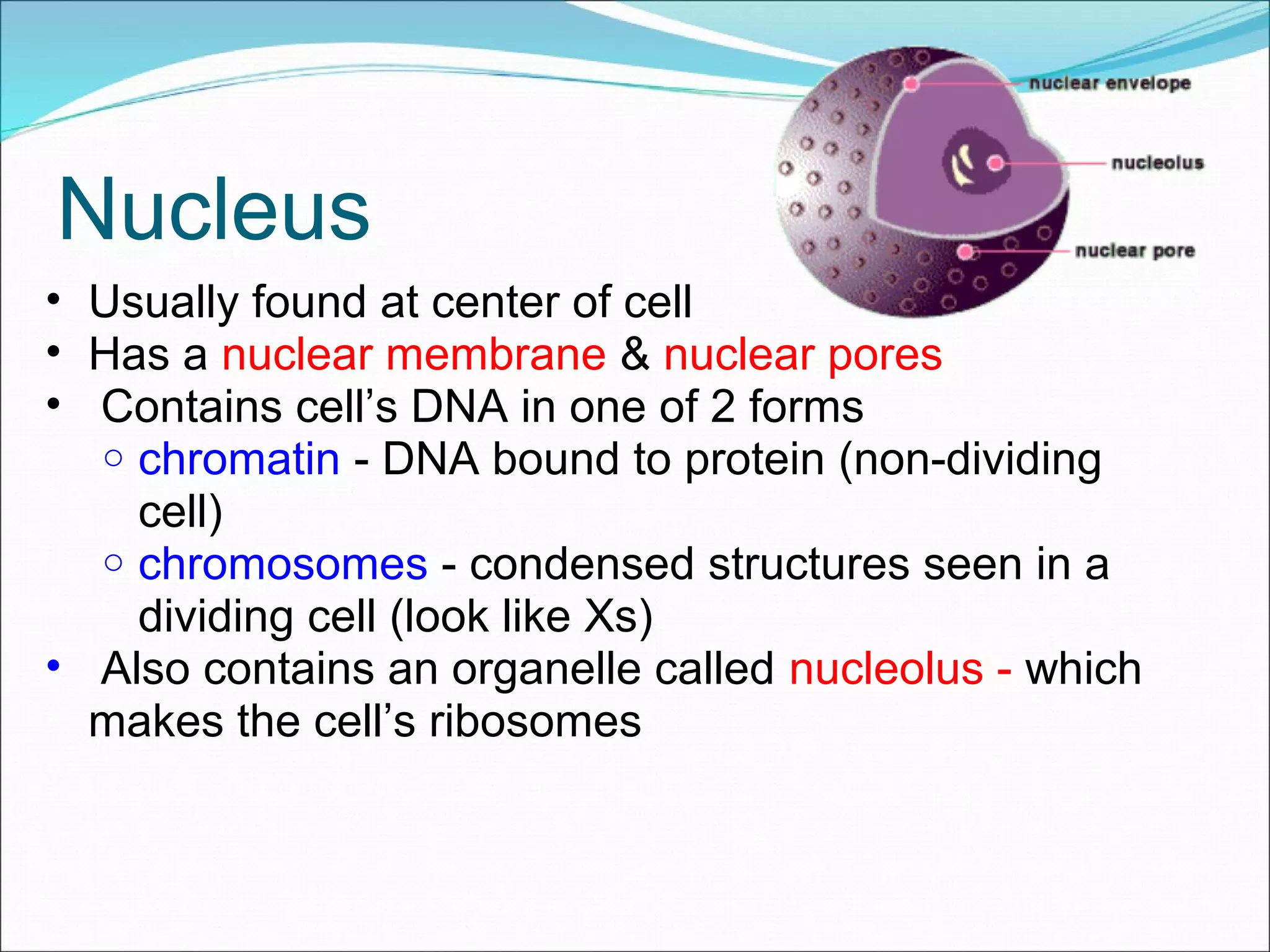 Cells and the cell theory | PPT
