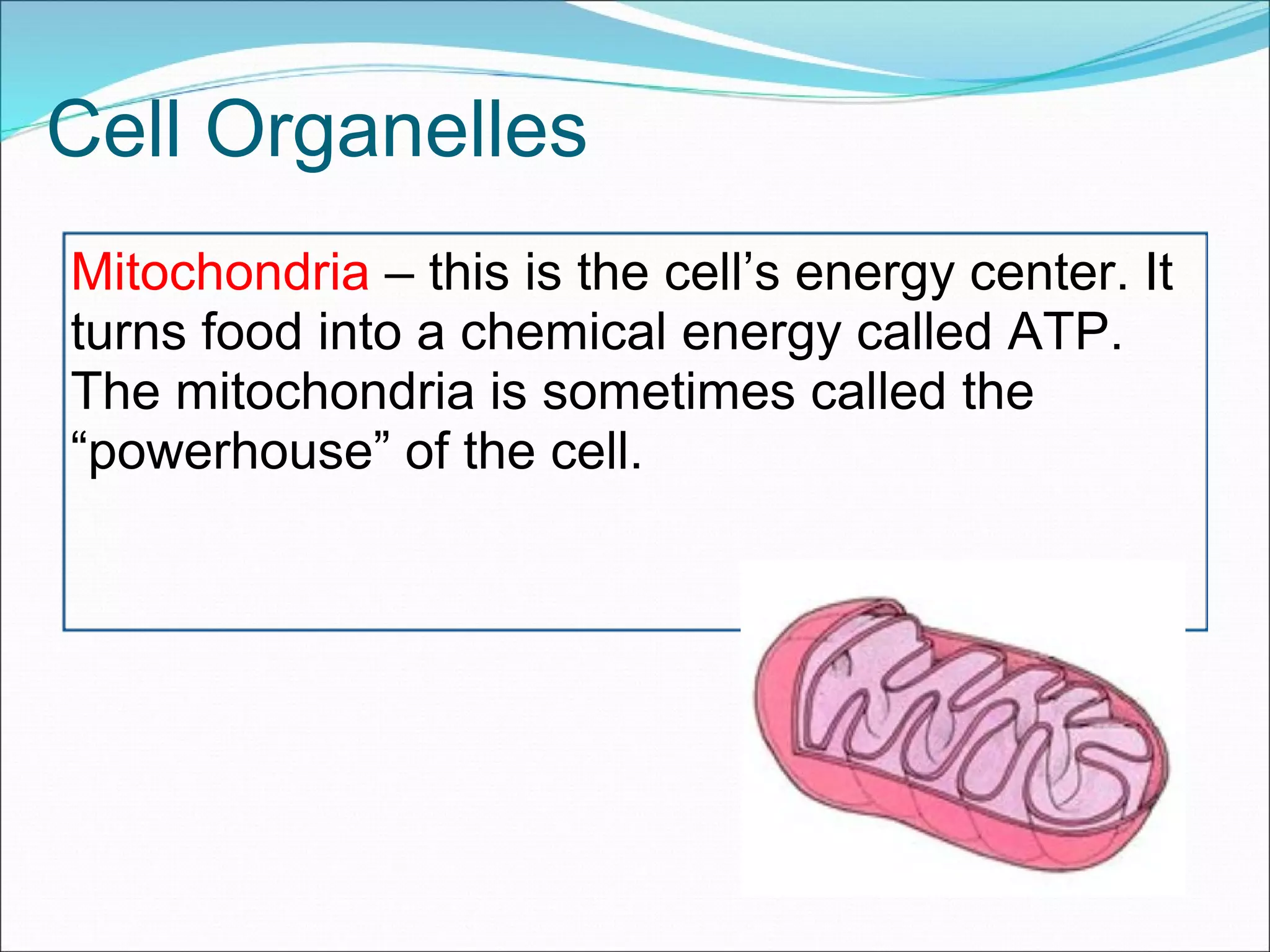 Cells and the cell theory | PPT | Biological Sciences | Science