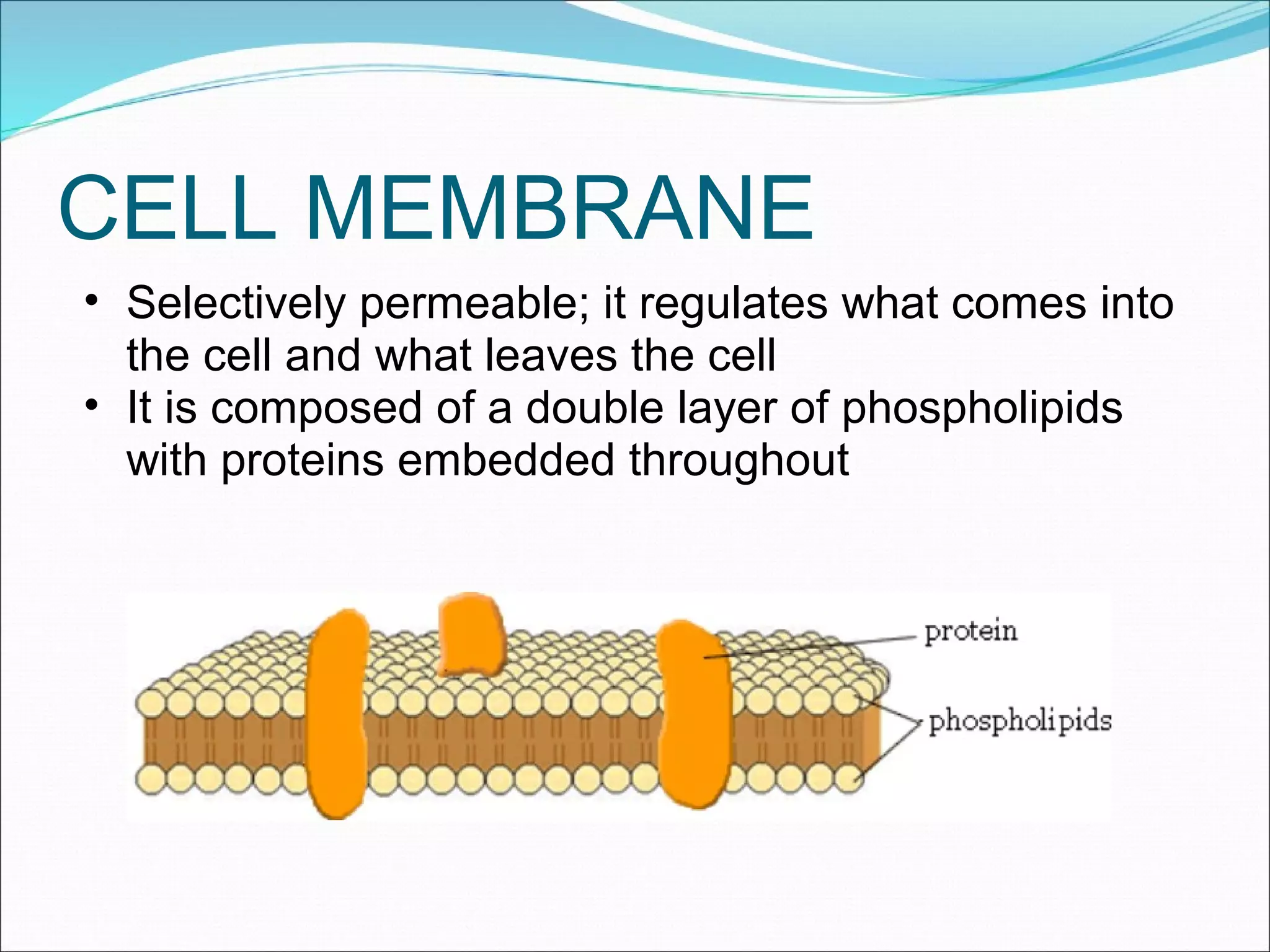 Cells and the cell theory | PPT