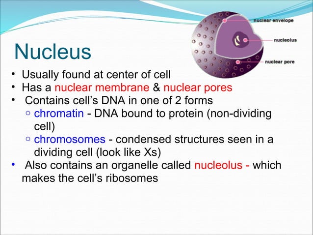 Cells and the cell theory | PPT | Biological Sciences | Science