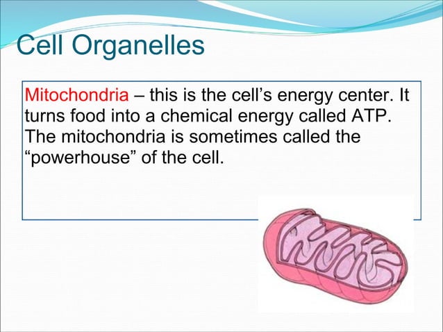 Cells and the cell theory | PPT | Biological Sciences | Science