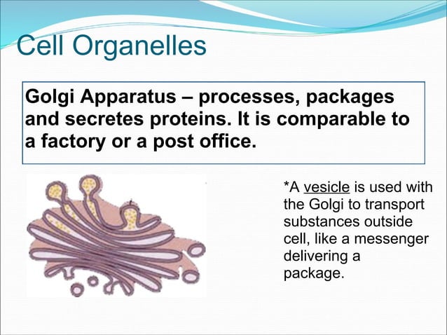 Cells and the cell theory | PPT | Biological Sciences | Science