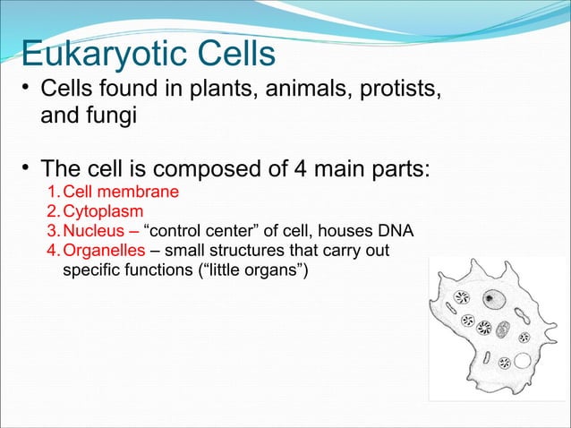 Cells and the cell theory | PPT | Biological Sciences | Science