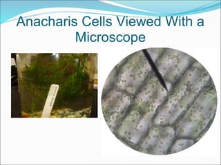 Anacharis Cell
