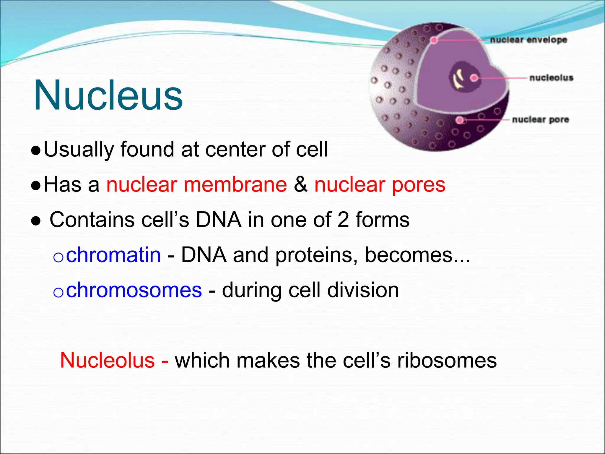 Cells and the Cell Theory.pptx