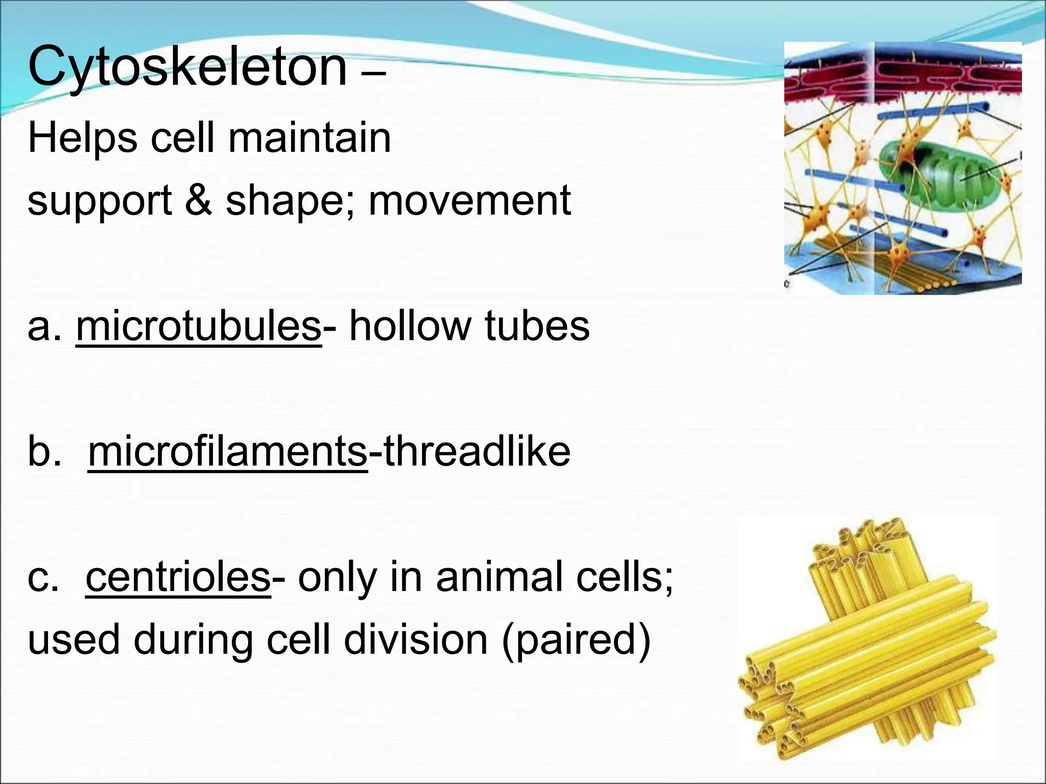 Cells and the Cell Theory.pptx