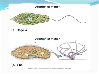 Cells and the Cell Theory.pptx