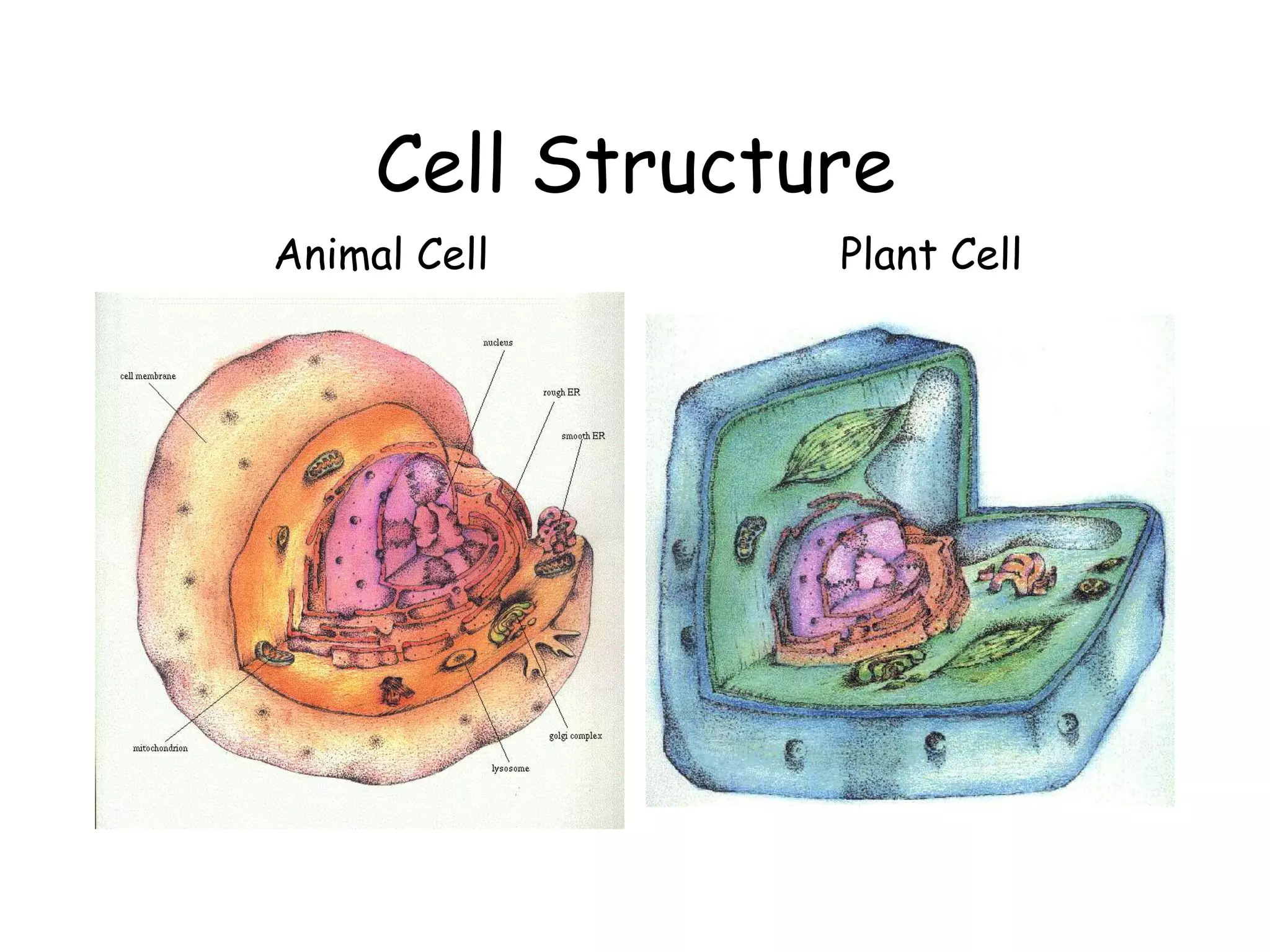 cells_and_their_functions_zitzmann_2017.ppt