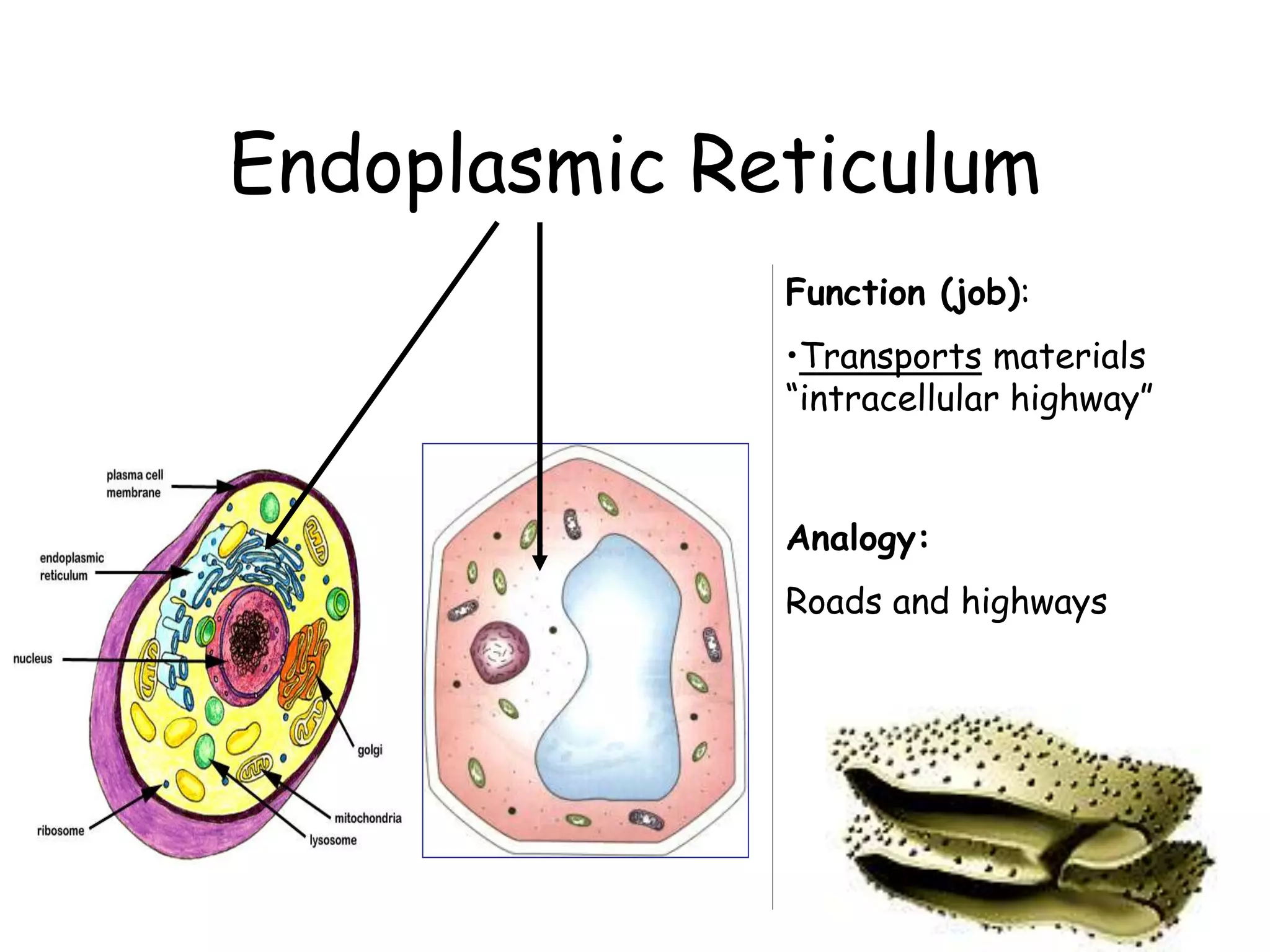 cells_and_their_functions_zitzmann_2017.ppt