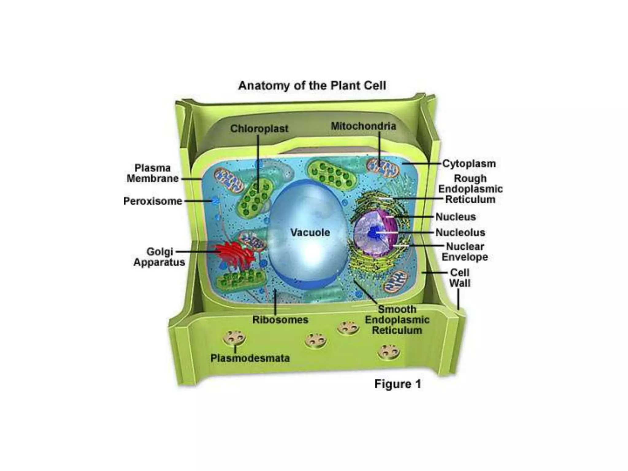 cells_and_their_functions_zitzmann_2017.ppt