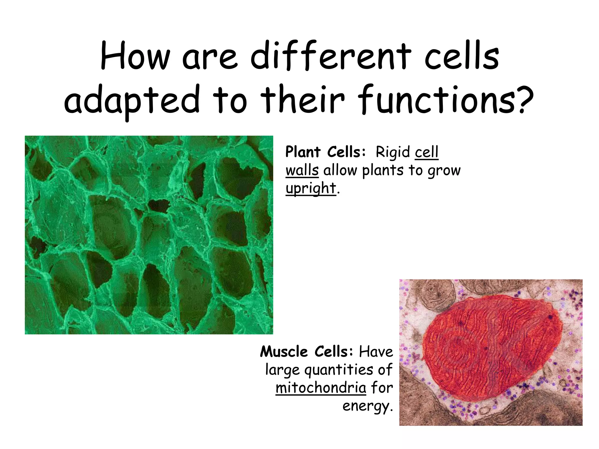 cells_and_their_functions_zitzmann_2017.ppt